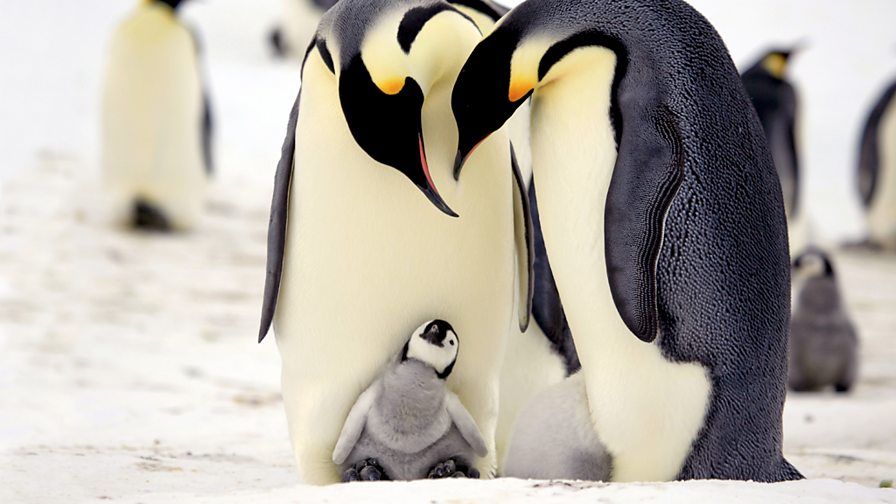 BBC One - Penguins - Spy in the Huddle, First Steps, Rockhopper shower