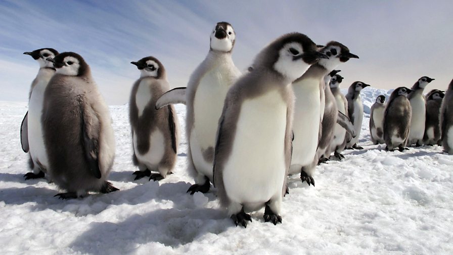 BBC One - Penguins - Spy in the Huddle, Growing Up, Rockhopper chicks ...
