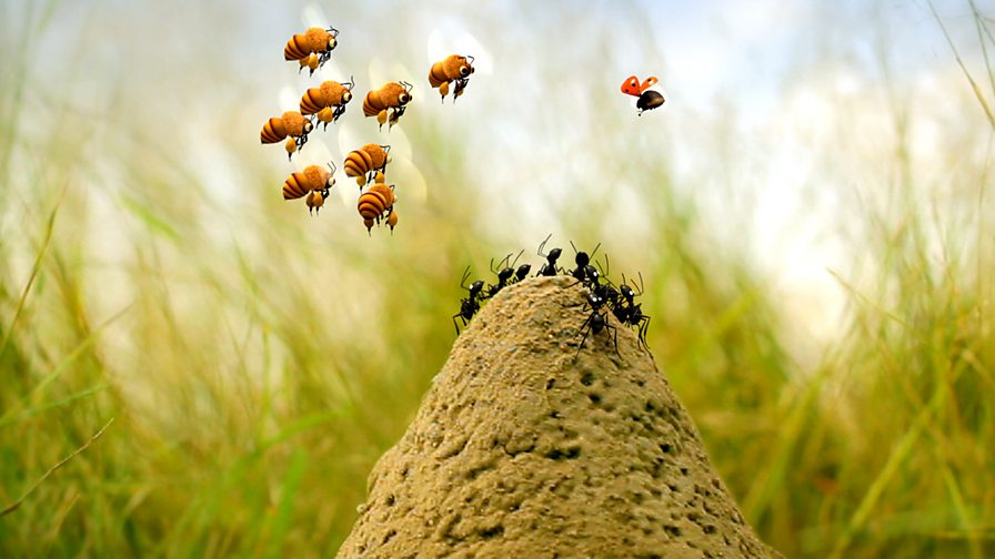 BBC Four - Minuscule: The Private Life of Insects - Episode guide
