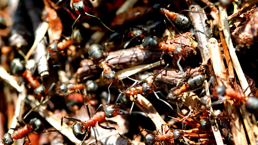 BBC Radio 4 Extra - A Year in the Life of Ants