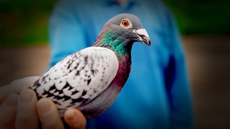 BBC Radio 7 - Robin Cooper's The Timewaster Diaries