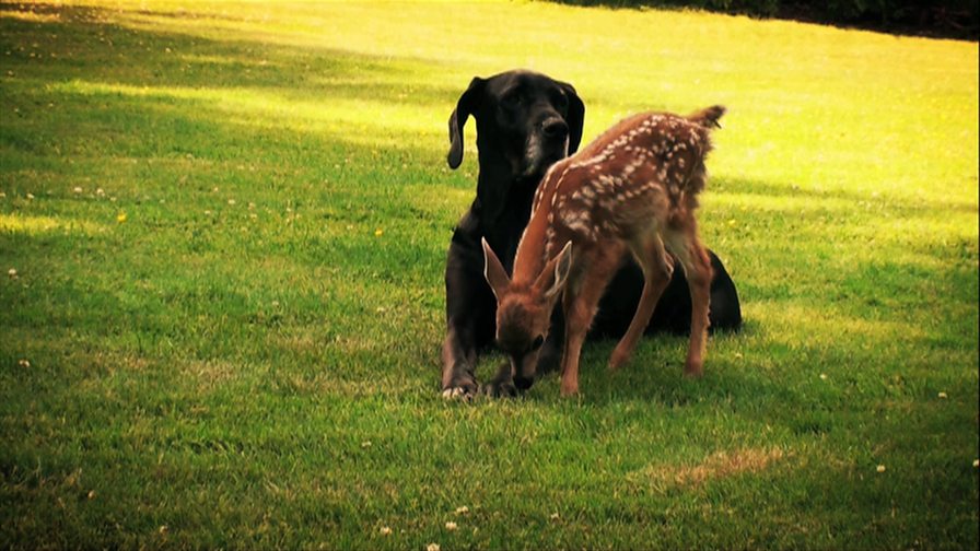 BBC One - Animal Odd Couples