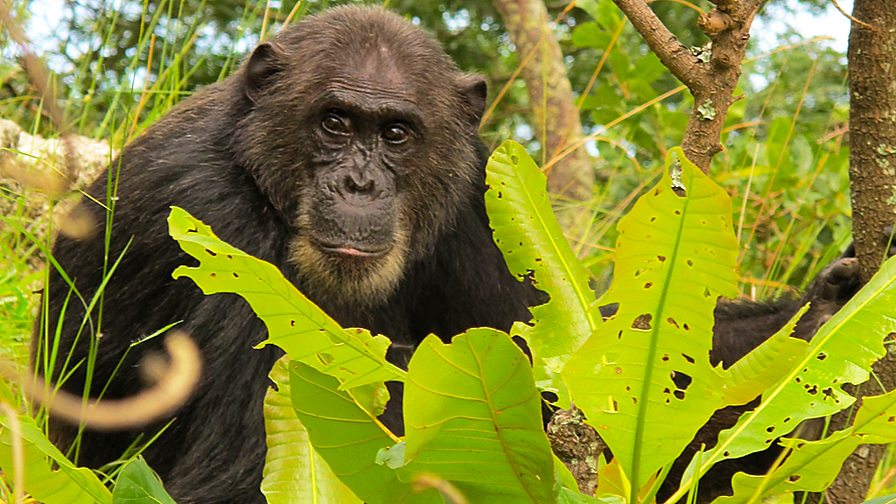 BBC Radio 4 - Saving Species