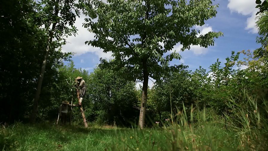 BBC Two - Tudor Monastery Farm