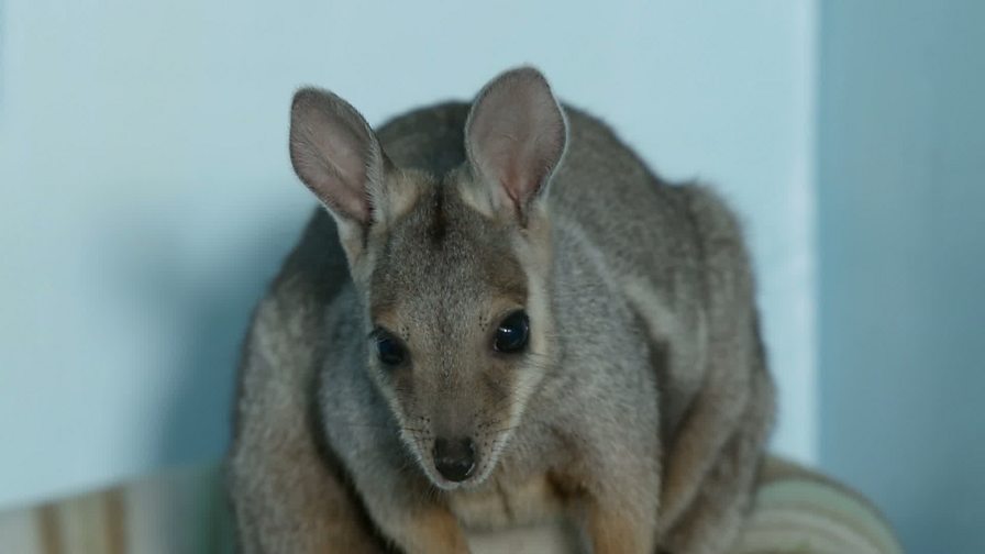 BBC Two - Kangaroo Dundee