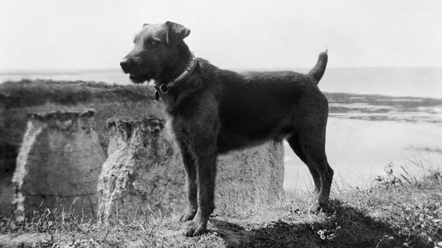 BBC - World War One At Home, Birchington, Kent: The Terrier Coastguard