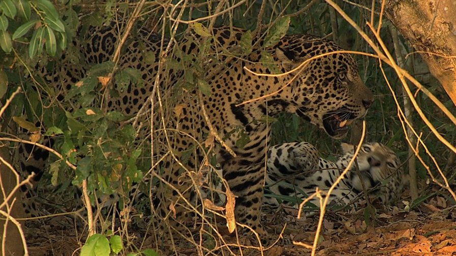 BBC Two - Wild Brazil - Jaguar