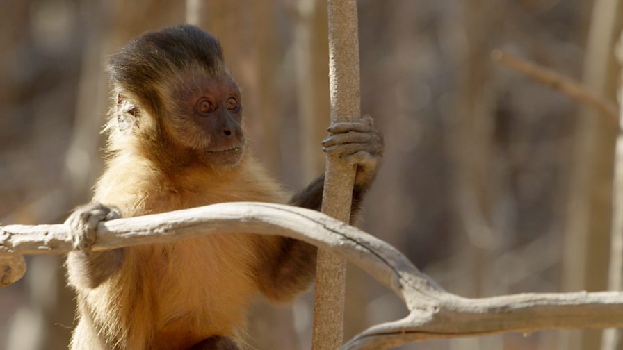 BBC Two - Wild Brazil