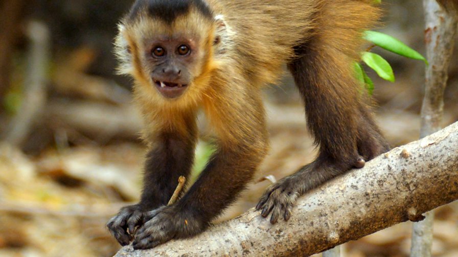 BBC Two - Wild Brazil - Tufted capuchin