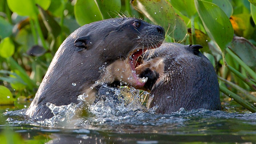 BBC Two - Wild Brazil - Giant otter