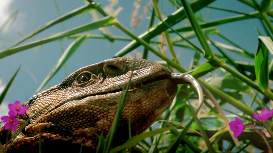 BBC One - Hidden Kingdoms - Rufous elephant shrew (sengi)