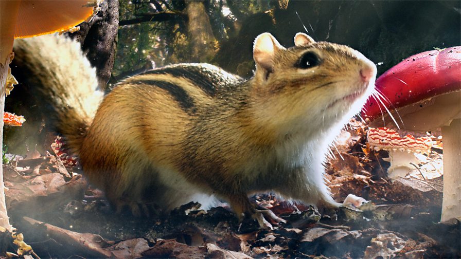 BBC One - Hidden Kingdoms - Rufous elephant shrew (sengi)