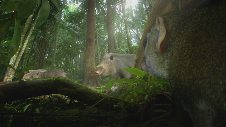 BBC One - Hidden Kingdoms, Secret Forests, This little piggy...