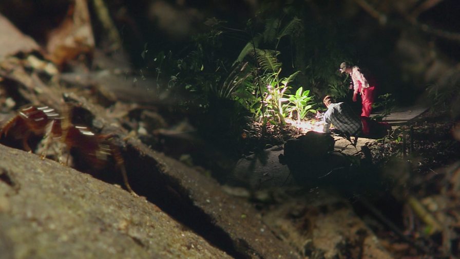 BBC One - Hidden Kingdoms, Secret Forests, Drip drip drop