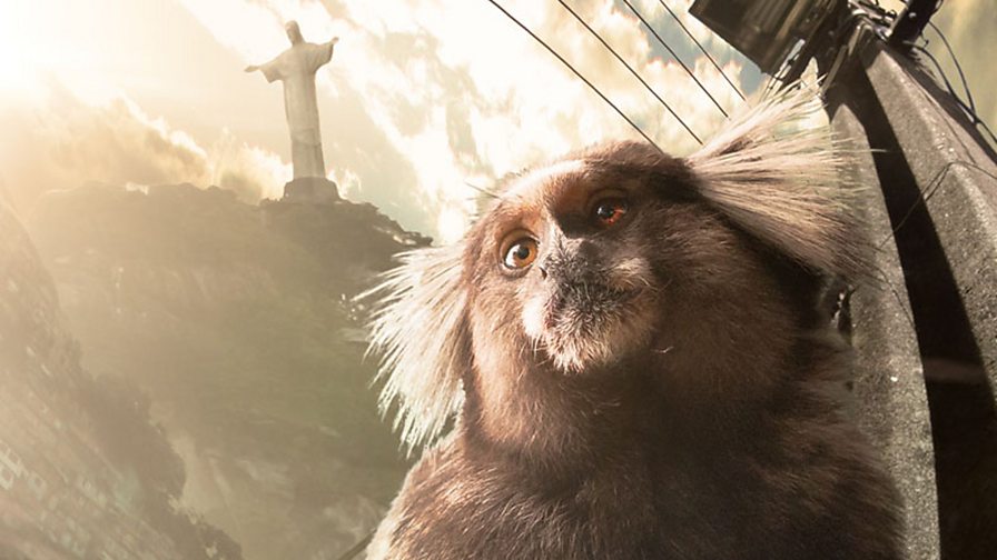 BBC One - Hidden Kingdoms - Grasshopper mouse