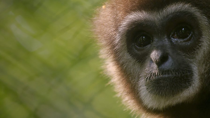 BBC One - Monkey Planet - Aye aye