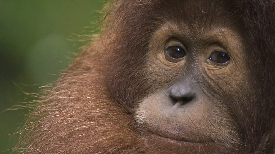 BBC One - Monkey Planet - Proboscis monkey