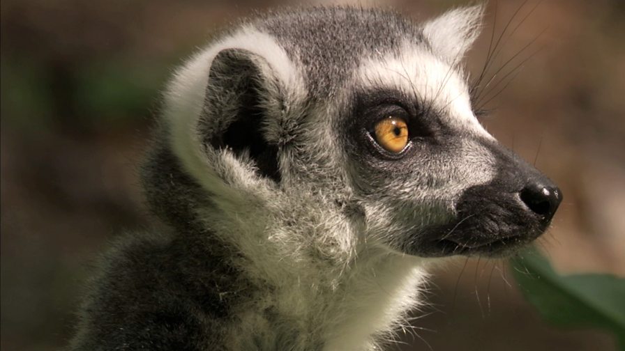 BBC One - Monkey Planet, Monkey Planet trailer