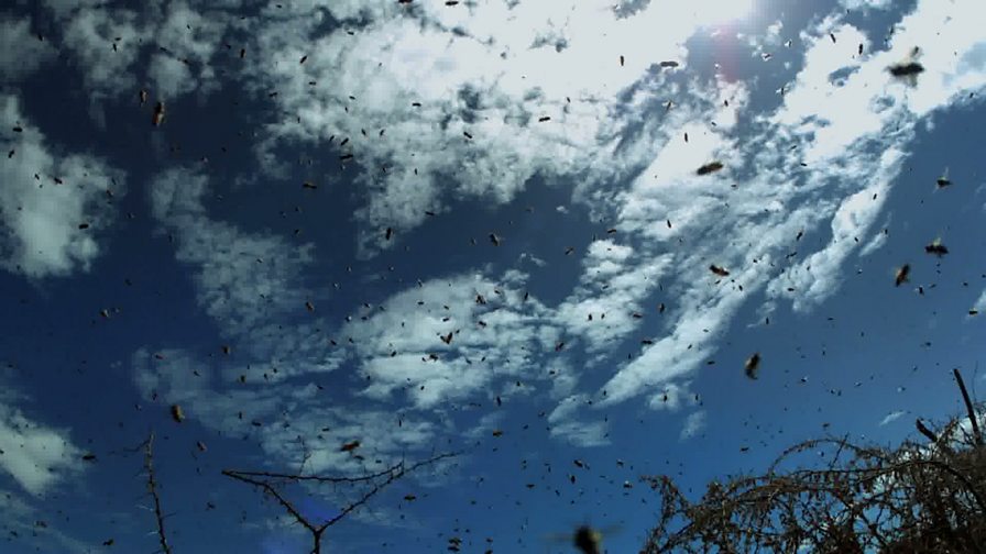 BBC Four - The Wonder of Bees with Martha Kearney