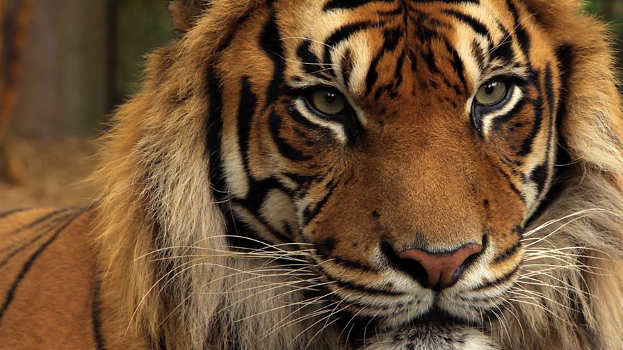 BBC Two - Tigers about the House, Series 1 - A life with tigers