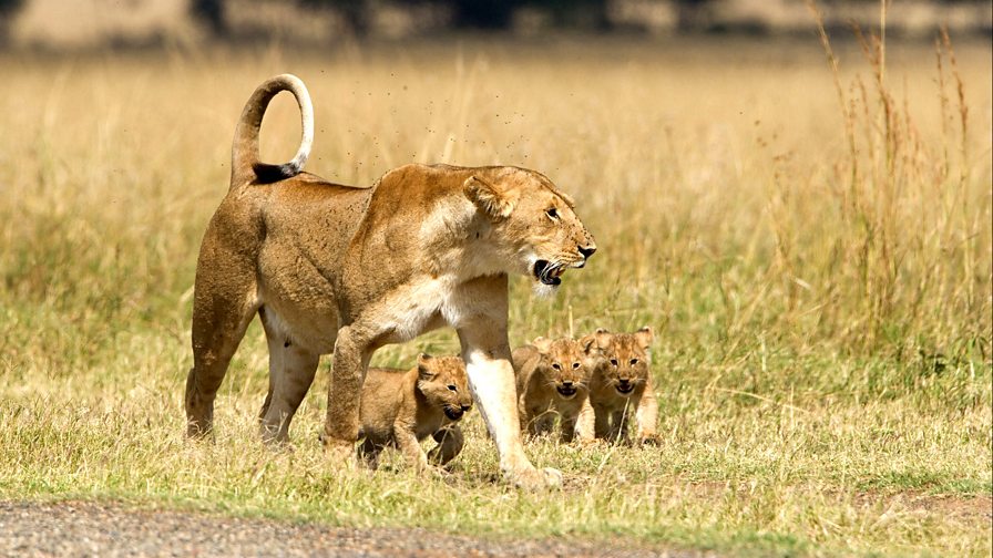 BBC One - Big Cat Diary - Episode guide