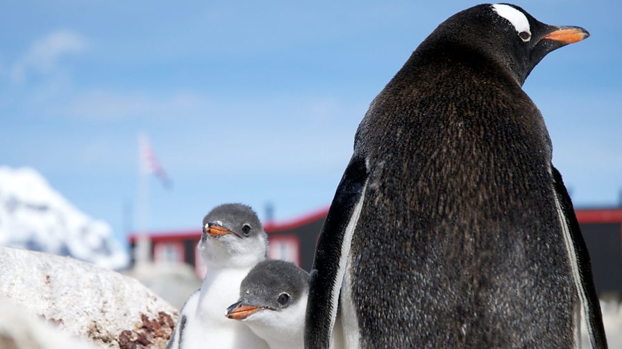 BBC Two - Natural World, 2014-2015, Penguin Post Office, Penguin Post ...