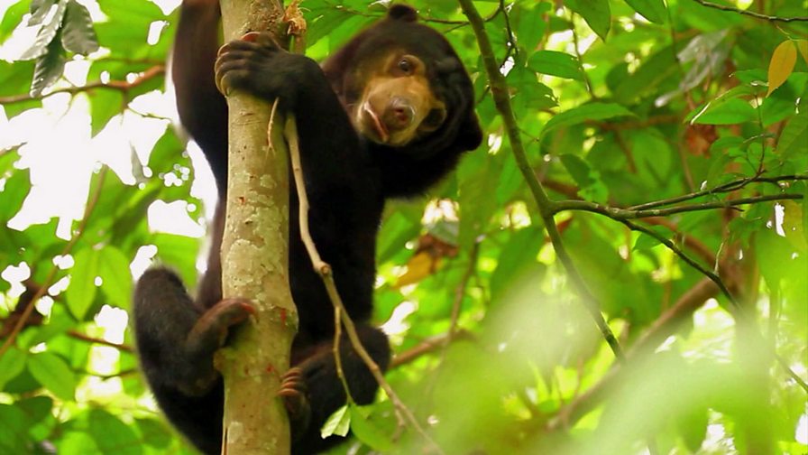 BBC News - The Travel Show, 19/07/2014 GMT, Sun bears find sanctuary in ...