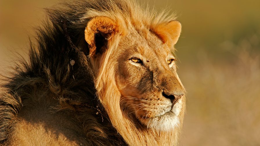 BBC Four - The Wonder of Animals - Wonder facts: Big cats