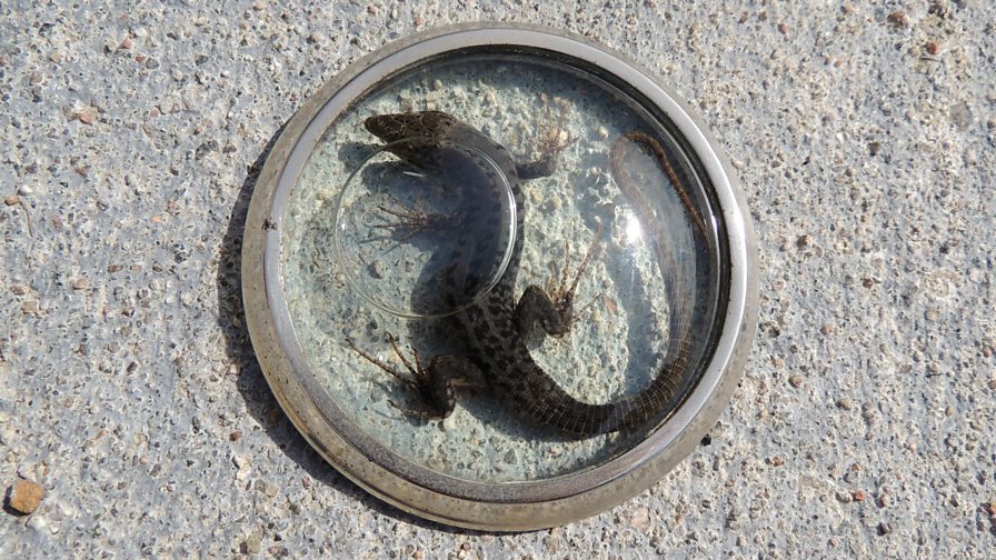 BBC - World War One At Home, Animals