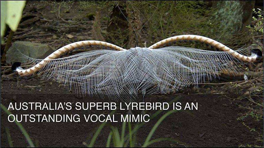 BBC Radio 4 - Tweet of the Day, Superb Lyrebird