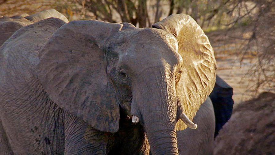 BBC Four - The Wonder of Animals, Elephants
