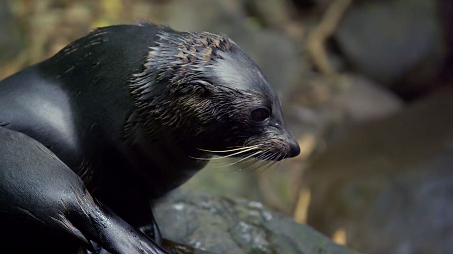 BBC One - Life Story, Series 1, First Steps, David Attenborough meets ...