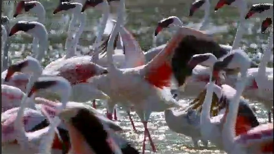 BBC One - The Life of Mammals, Social Climbers