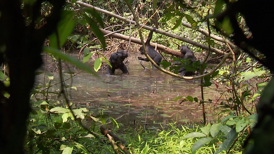 BBC One - Life Story - How we made it: Bonobos, our elusive cousins