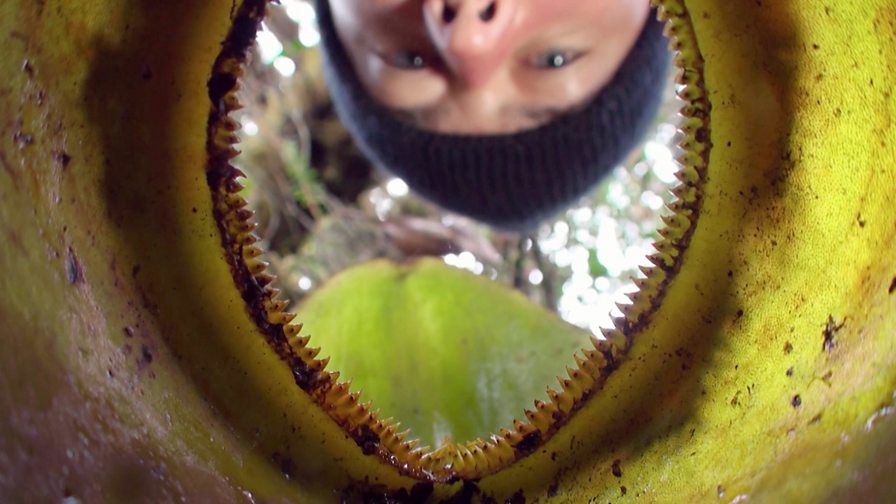 BBC Two - Wonders of the Monsoon, Strange Castaways, Monster leech ...