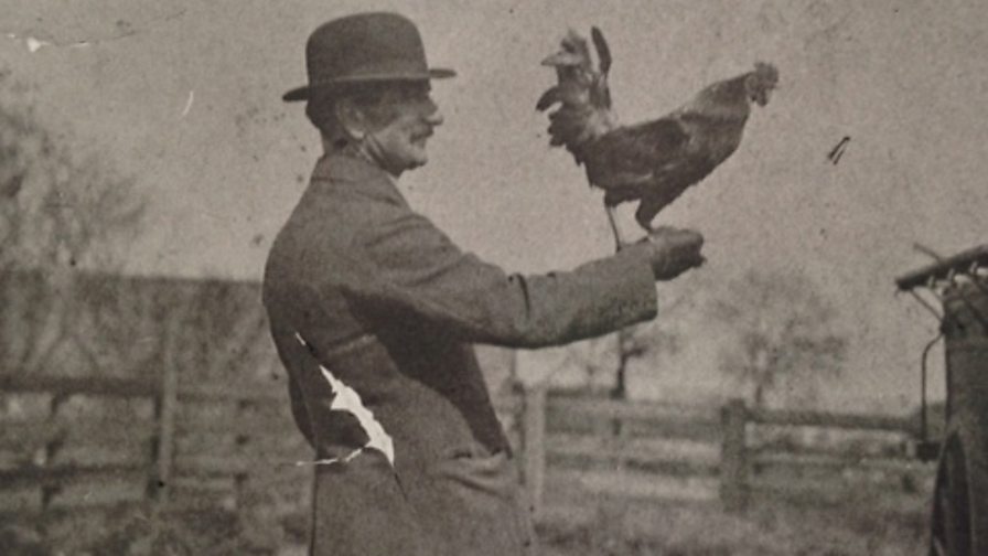 BBC - World War One At Home, Animals