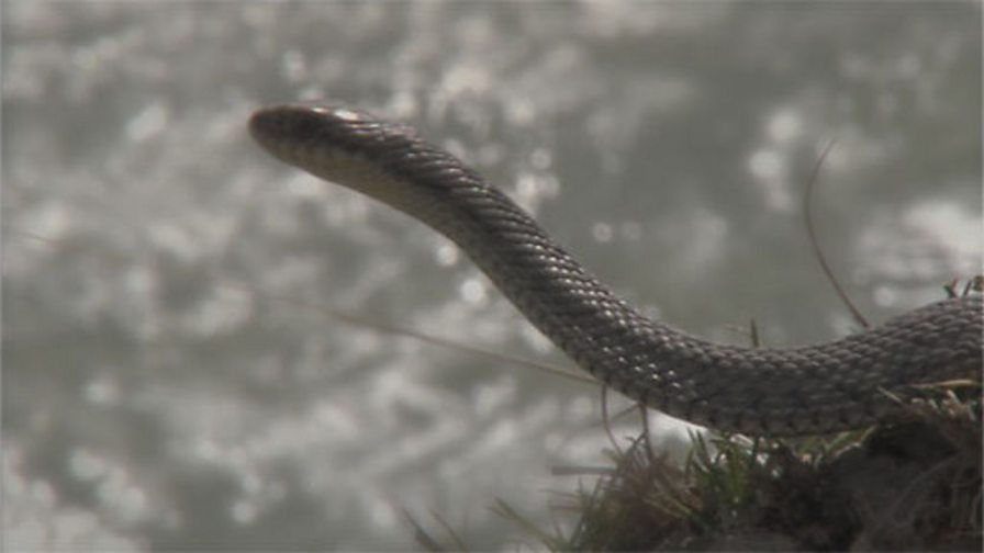 BBC Two - Wild China, Tibet, Hot spring snakes