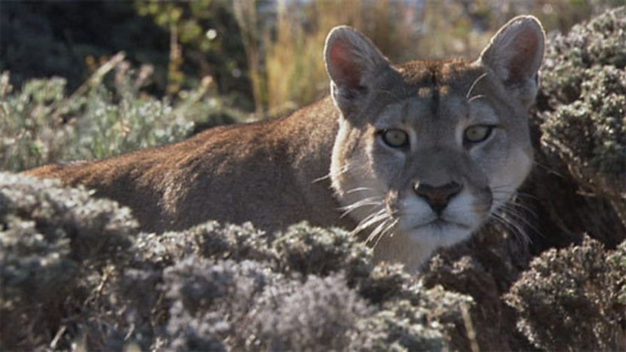 BBC One - Planet Earth, Mountains, Aerials of the Alps