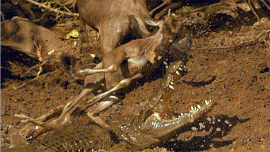 BBC One - Planet Earth