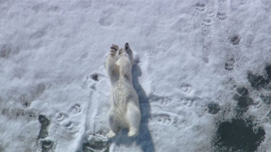 BBC One - Planet Earth - Clips