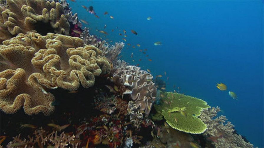BBC One - Planet Earth, Shallow Seas - Clips