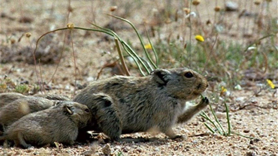 BBC Two - Wild Africa, Deserts, Damara mole rats