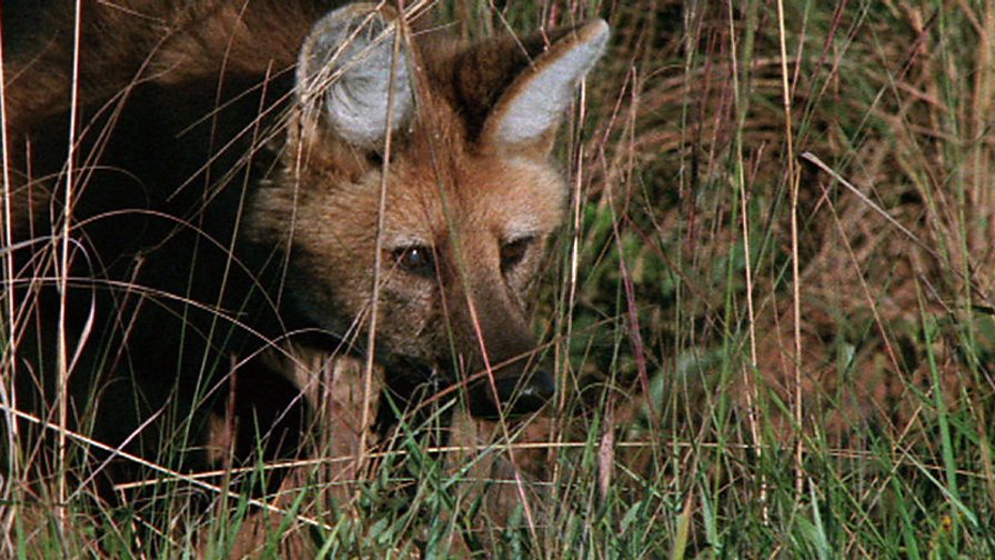 BBC Two - Andes to Amazon, Amazon Jungle, Amazon wildlife