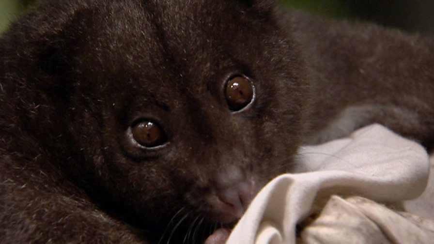 BBC One - Lost Land of the Volcano, Episode 3, Megapode birds