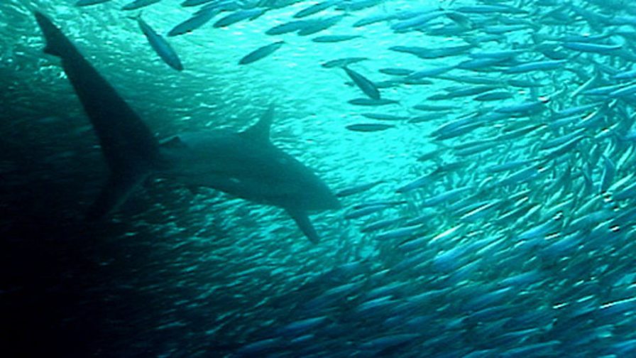 BBC One - The Blue Planet, Introduction