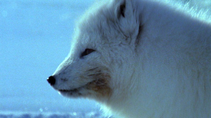 BBC One - The Life of Mammals, A Winning Design