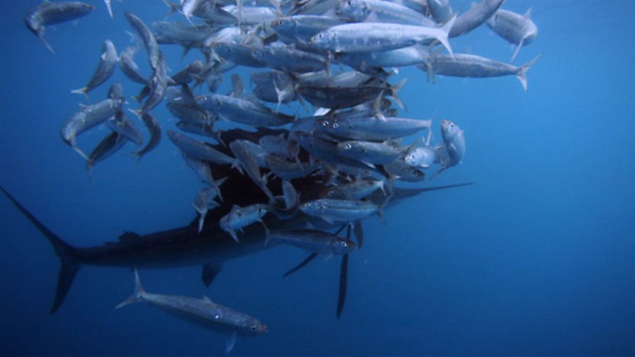 BBC One - Life, Fish