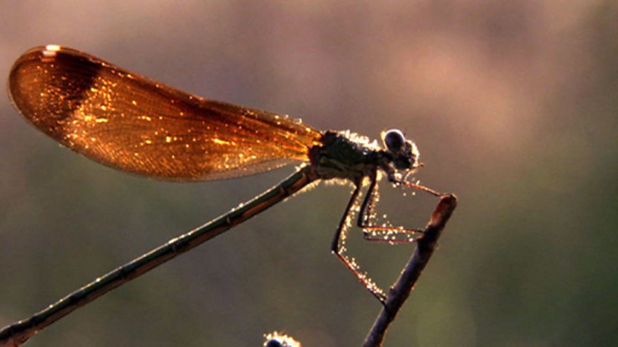 BBC One - Life, Insects