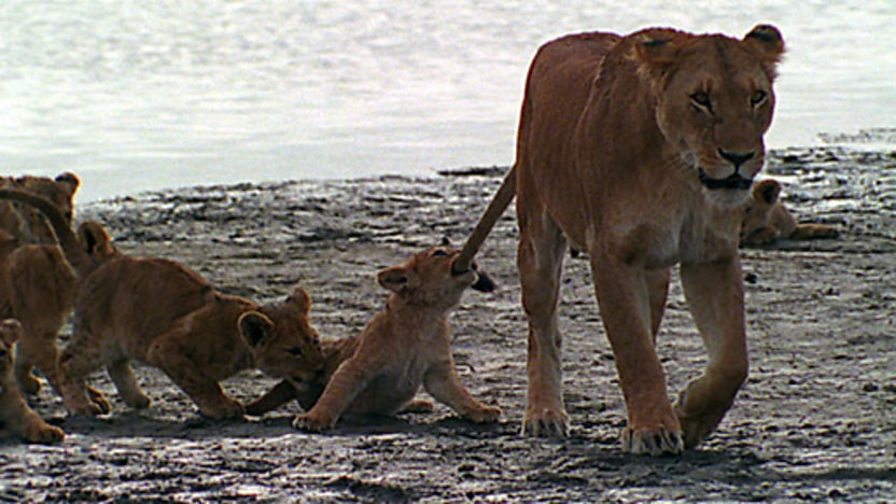 BBC Two - Natural World, 2009-2010, Bringing Up Baby, Ostrich fostering