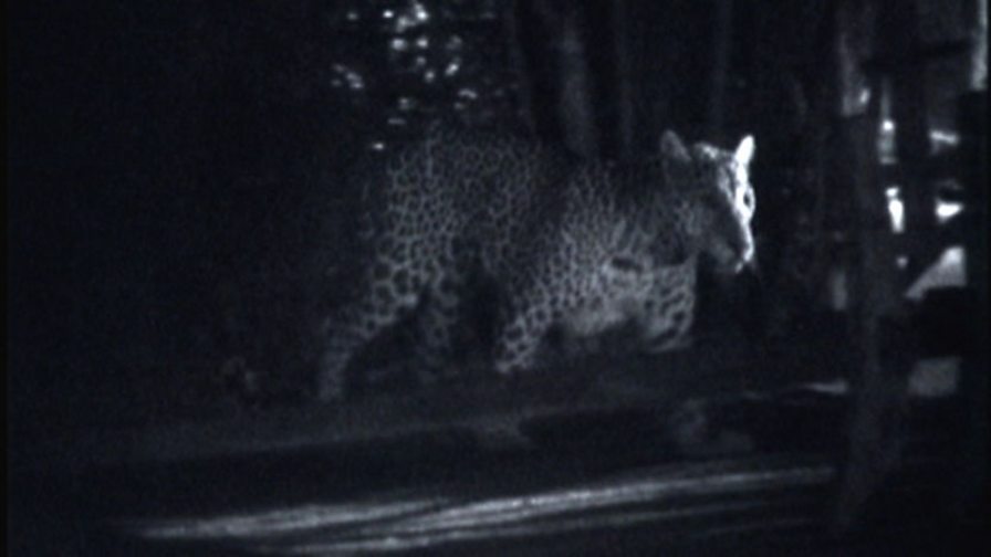 BBC One - The Life of Mammals, Meat Eaters